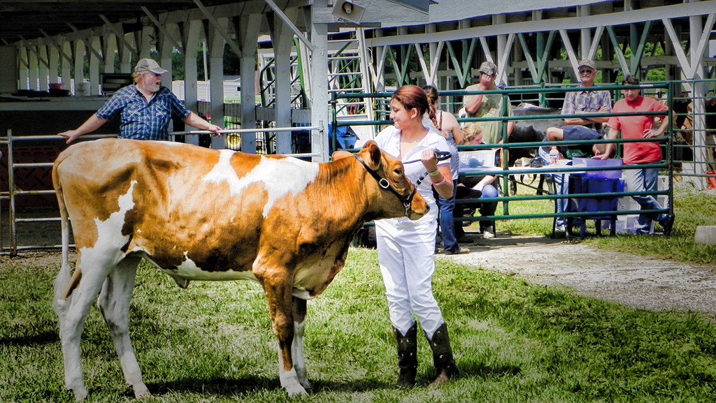 4-H Dairy-1 – MNbump