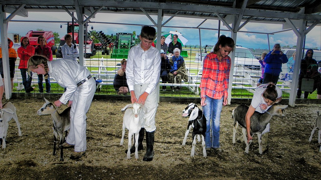 4-H goats-3 – MNbump